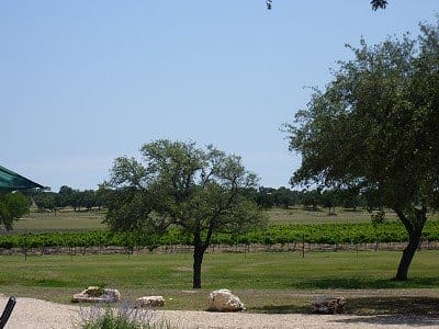 The Vineyard at Florence - Texas Wine Lover®