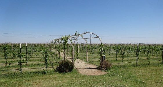 CapRock Winery - Revisited - Texas Wine Lover®