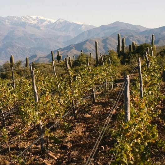 Let's Get High, Altitude and Wine Grapes - Texas Wine Lover®