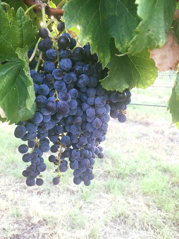 Spotlight Merlot - Texas Wine Lover®