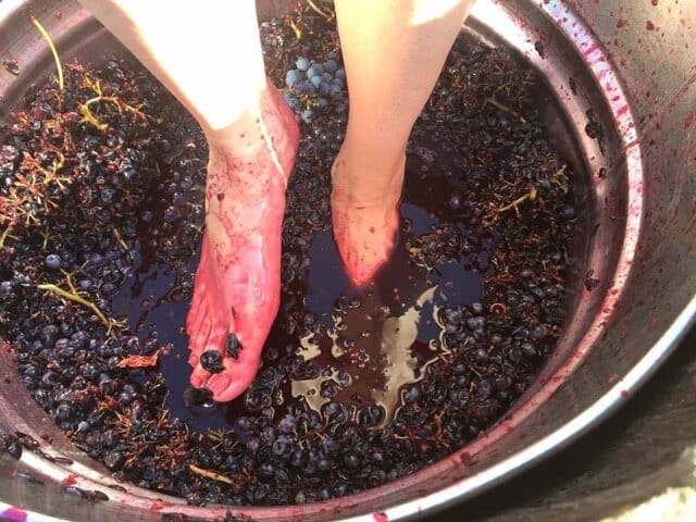 Where to go Grape Stomping in Texas 2022 - Texas Wine Lover®