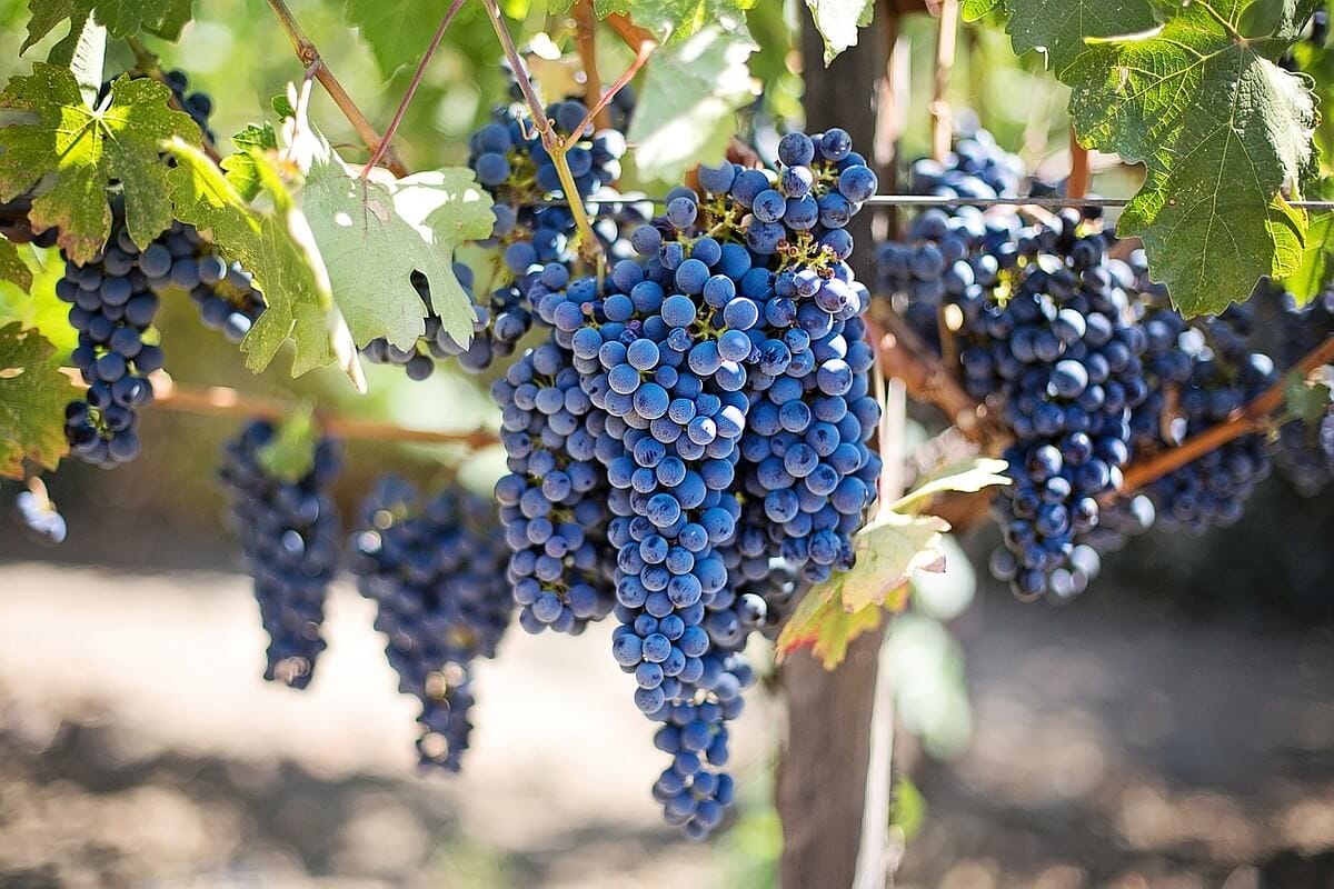 Summer Fun at Perissos, New Releases! - Texas Wine Lover®