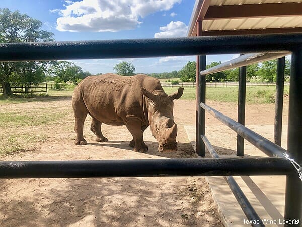 Rhinos + Winery = Rhinory: New Fredericksburg Winery Makes a Splash in ...