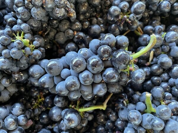 Tales from the Crush Pad #5: Biology in Wine - Texas Wine Lover®