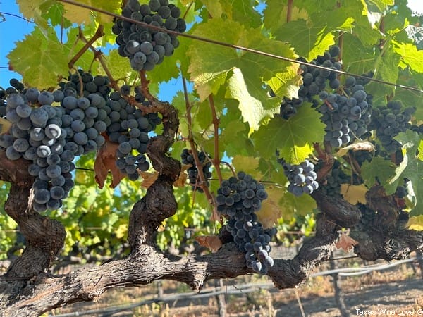 Cabernet Sauvignon Grape Profile - Texas Wine Lover®