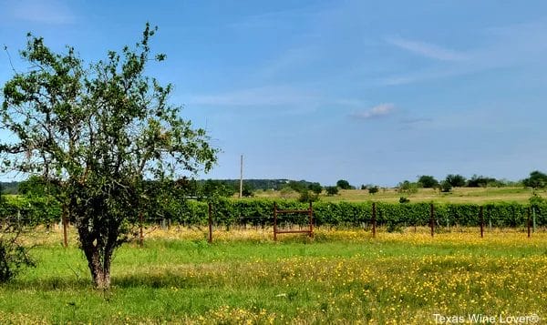Revisiting Bull Lion Ranch & Vineyard in Hico - Texas Wine Lover®